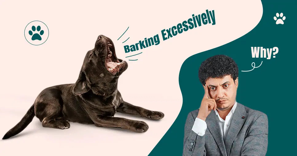 How to Stop Excessive Dog Barking: Causes & Solutions – Tibetan Dog Chew