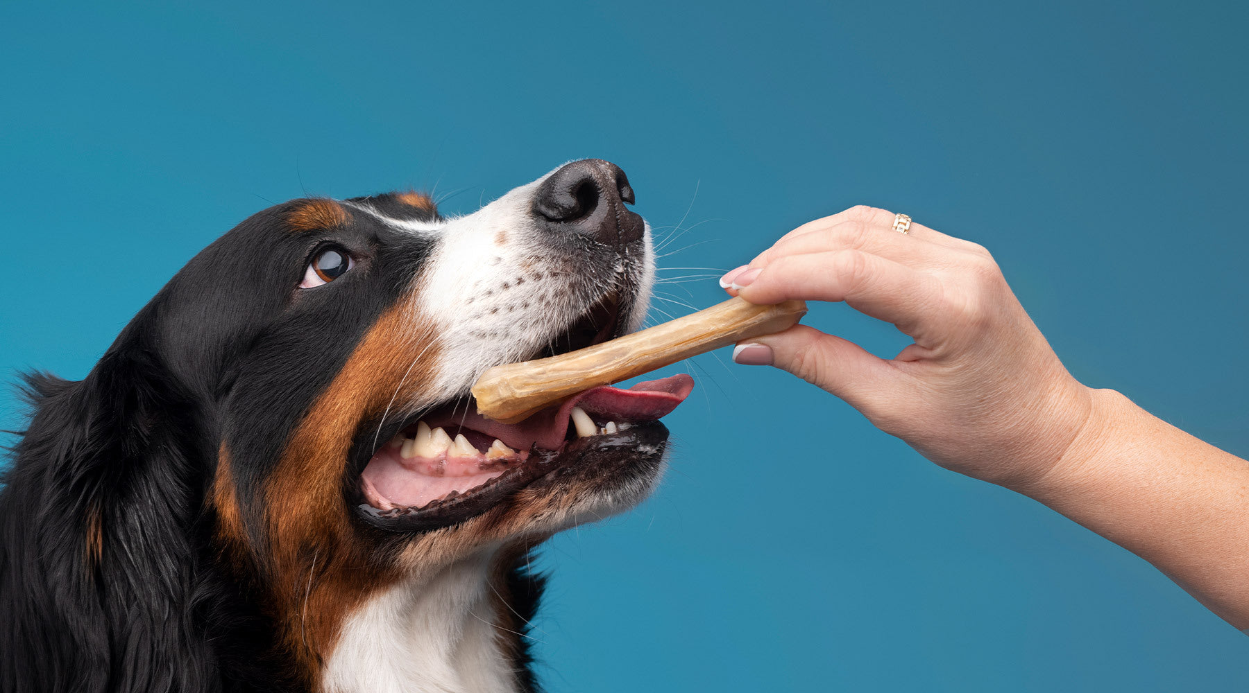 5 Tips to Properly Supervise Your Dog with Dog Chews – Tibetan Dog Chew