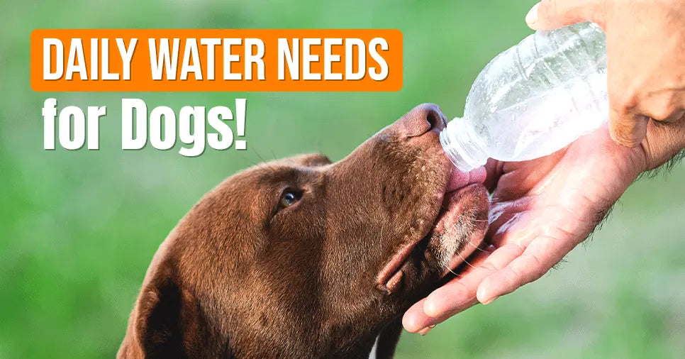 How Much Water Does Your Dog Need? Hydration Guide for Dogs – Tibetan ...