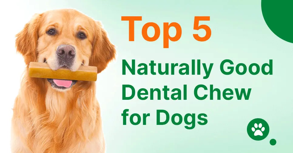 Top 5 Naturally Good Dental Chew for Dogs – Tibetan Dog Chew