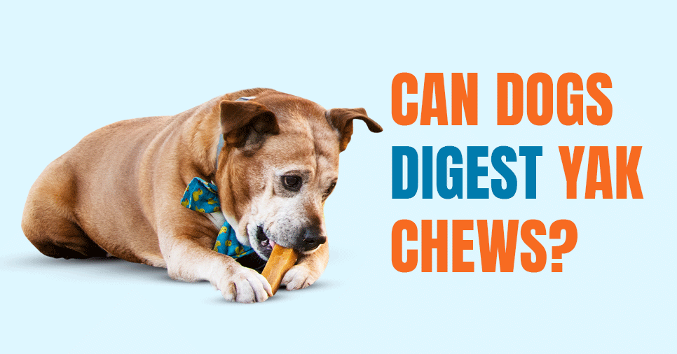 Can Dogs Digest Yak Chews? A Must-Read for Dog Parents – Tibetan Dog Chew